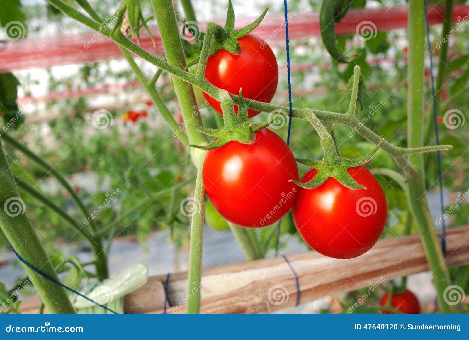 Tomato crop stock photo. Image of fruit, tomato, cluster - 47640120