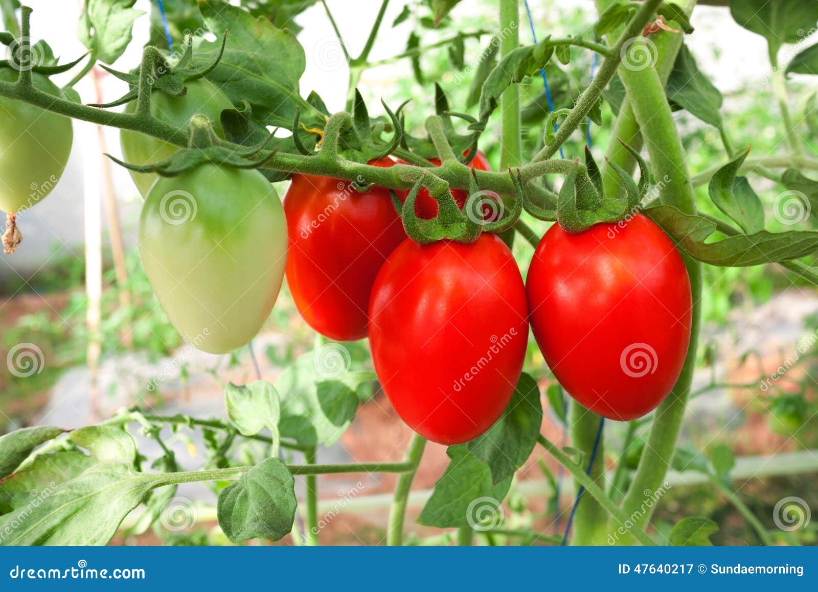 Tomato crop stock image. Image of gardening, veggie, fruiting - 47640217