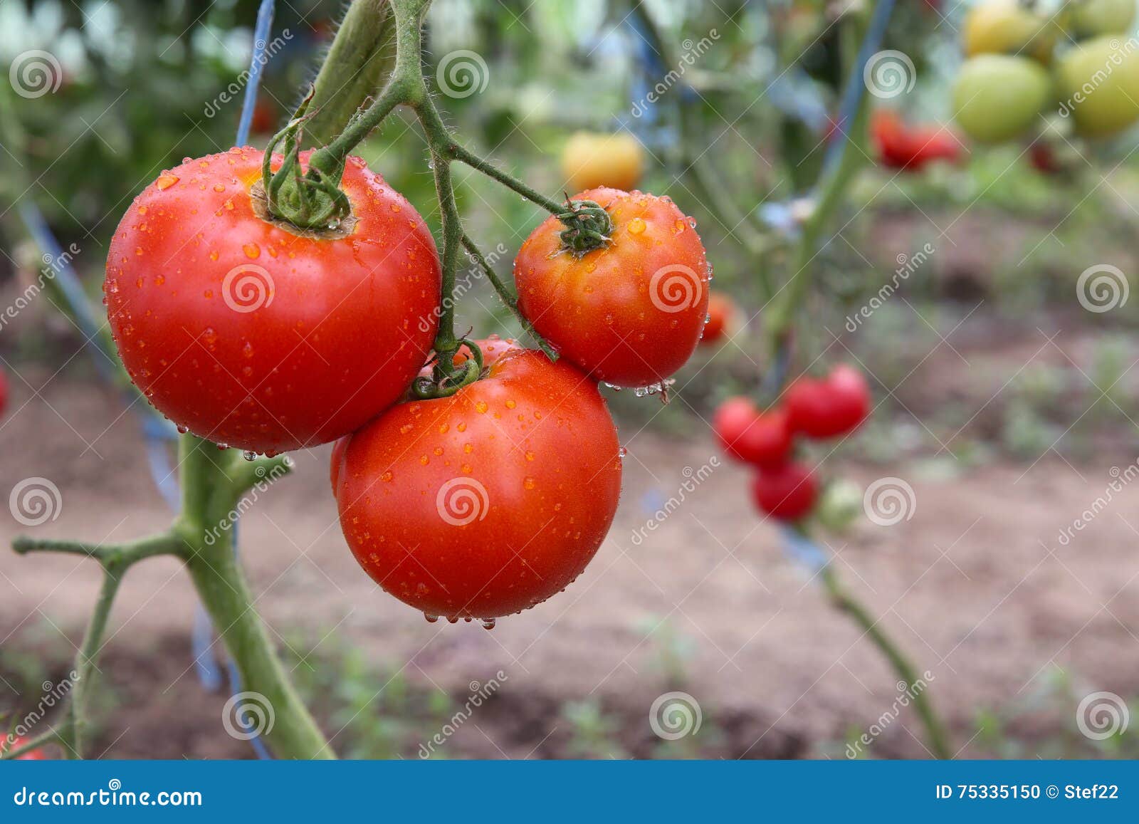 Tomato crop stock photo. Image of health, agronomics - 75335150