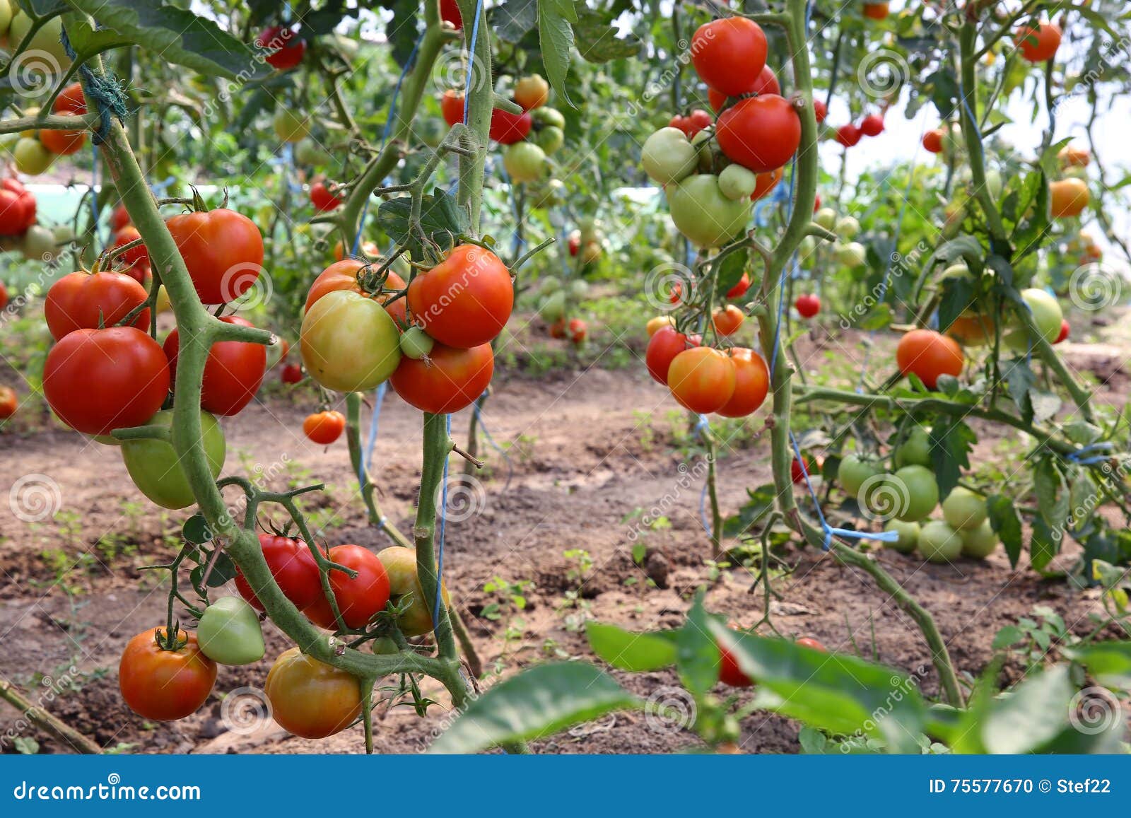 Tomato crop stock photo. Image of agronomics, industrie - 75577670