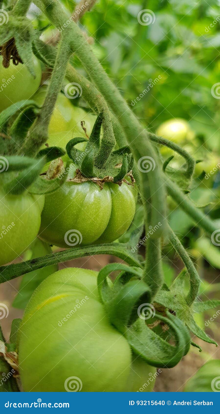 Tomato Crops stock photo. Image of tomato, crops, countryside - 93215640
