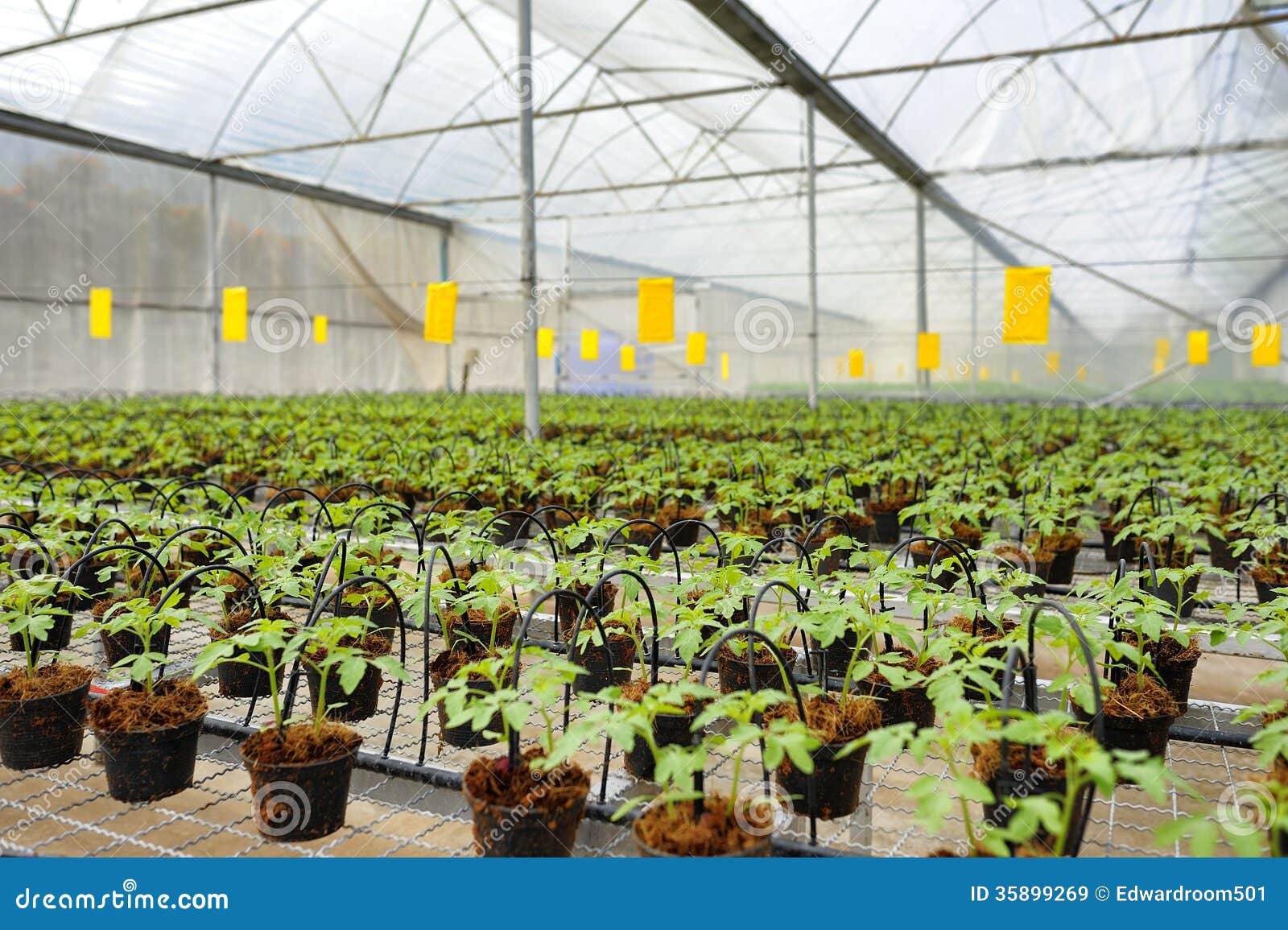 Tomato cultivation stock image. Image of field, agriculture - 35899269