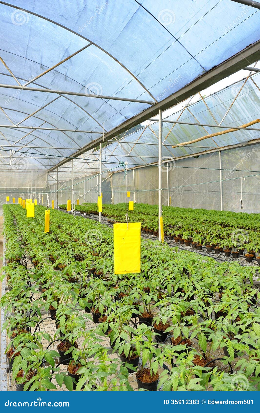 Tomato cultivation stock image. Image of crop, organic - 35912383