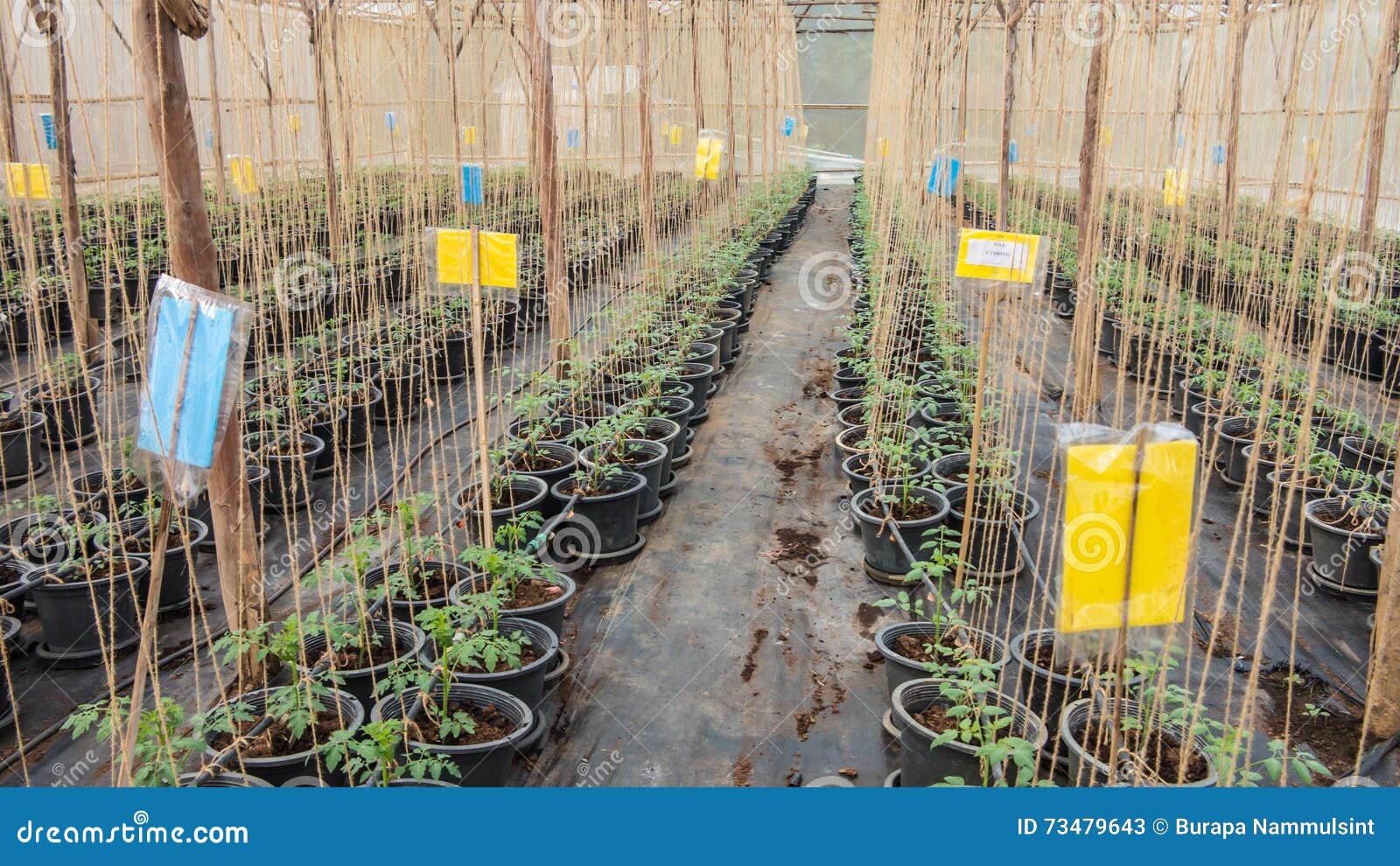 Tomato cultivation . stock image. Image of vegetable - 73479643