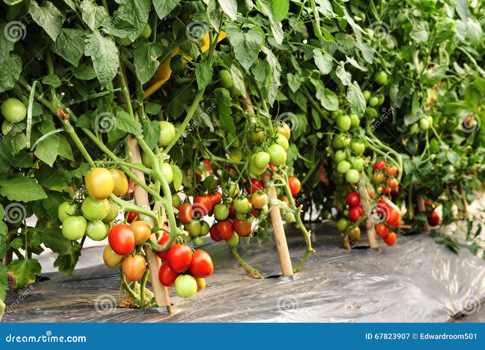 Tomato cultivation stock image. Image of land, education - 67823907