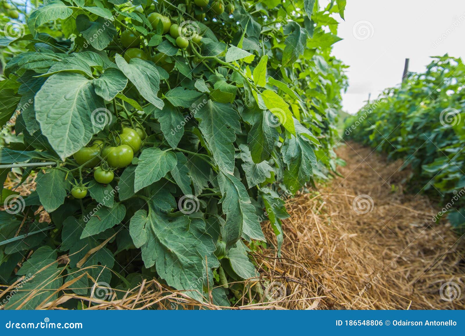 Tomato Cultivation on Small Farms. Stock Photo - Image of agriculture ...