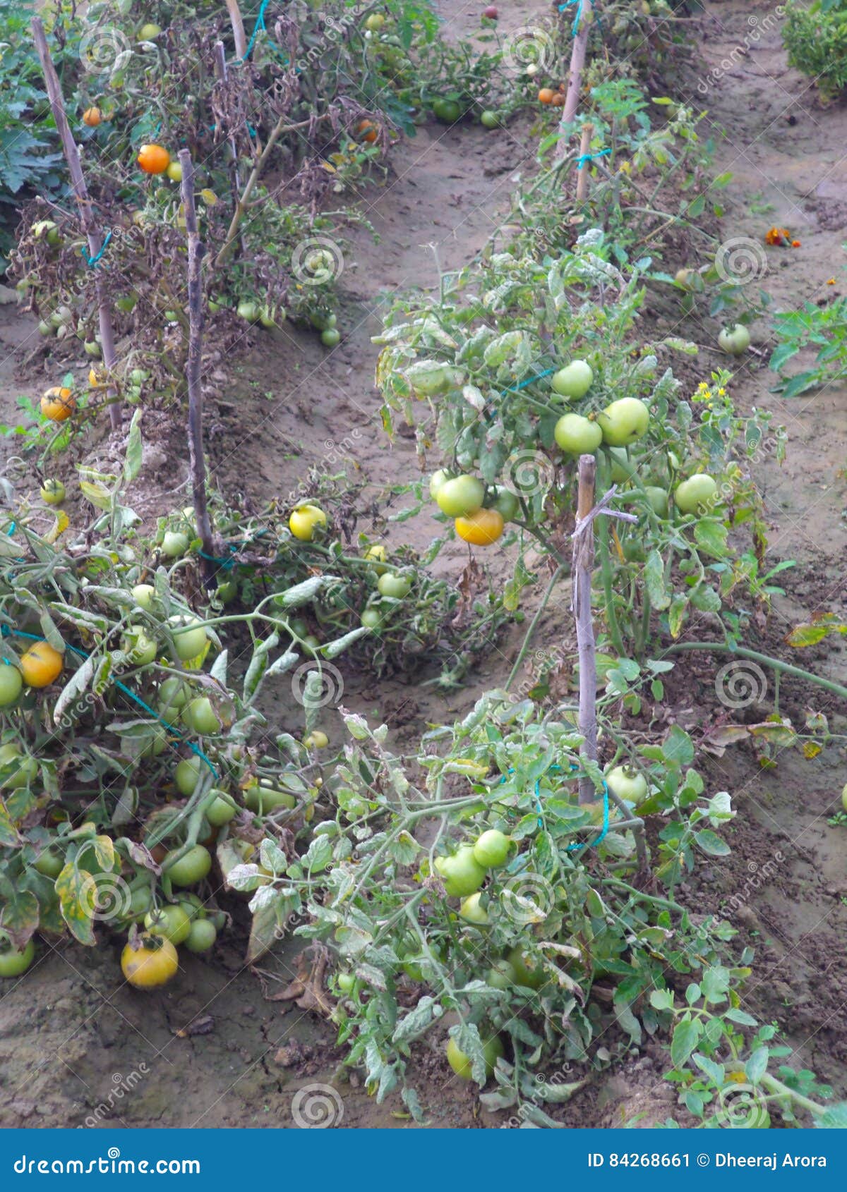 Tomato cultivation stock image. Image of agriculture - 84268661