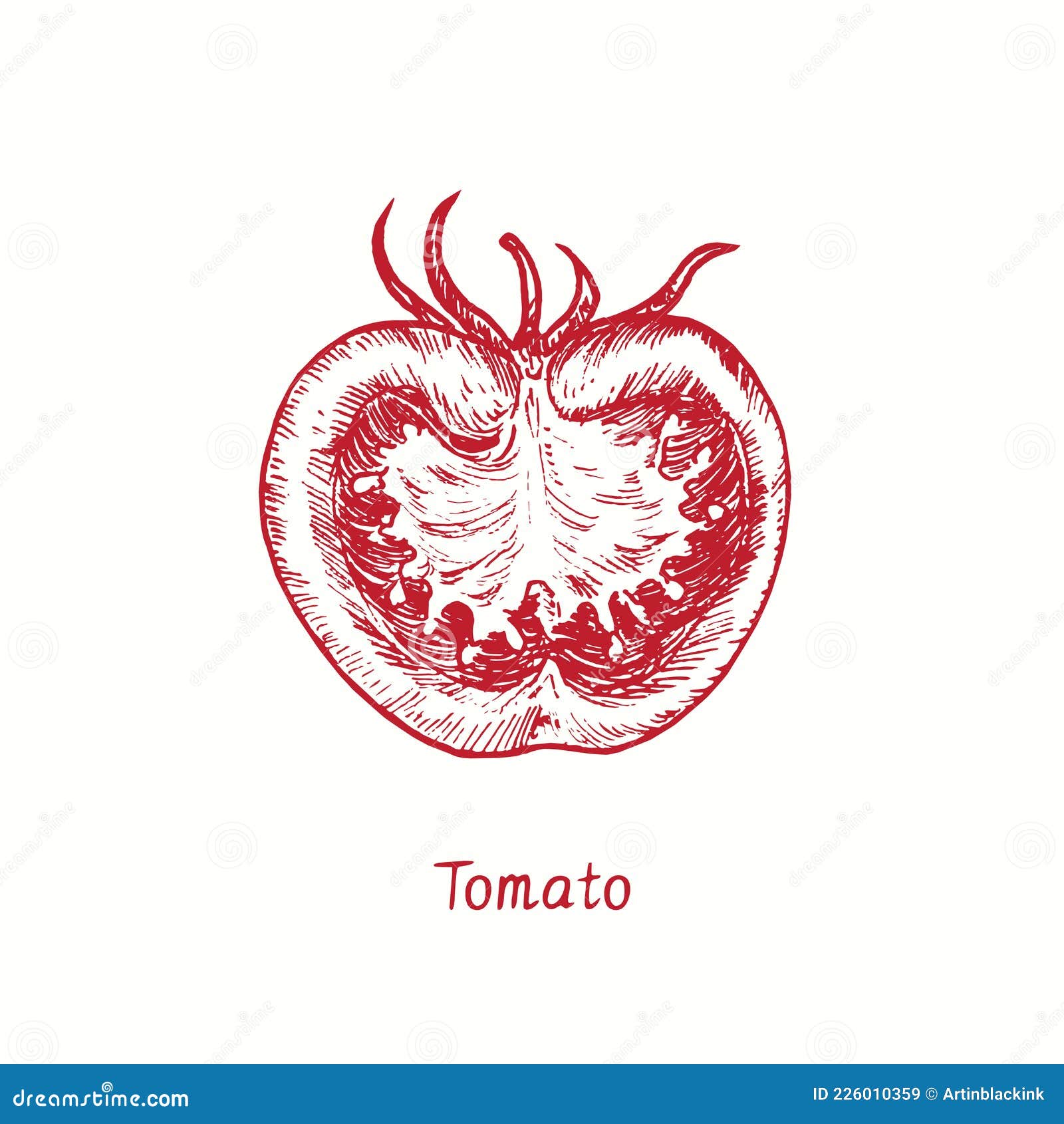 Tomato Cut Half. Ink Black and White Doodle Drawing Stock Vector ...