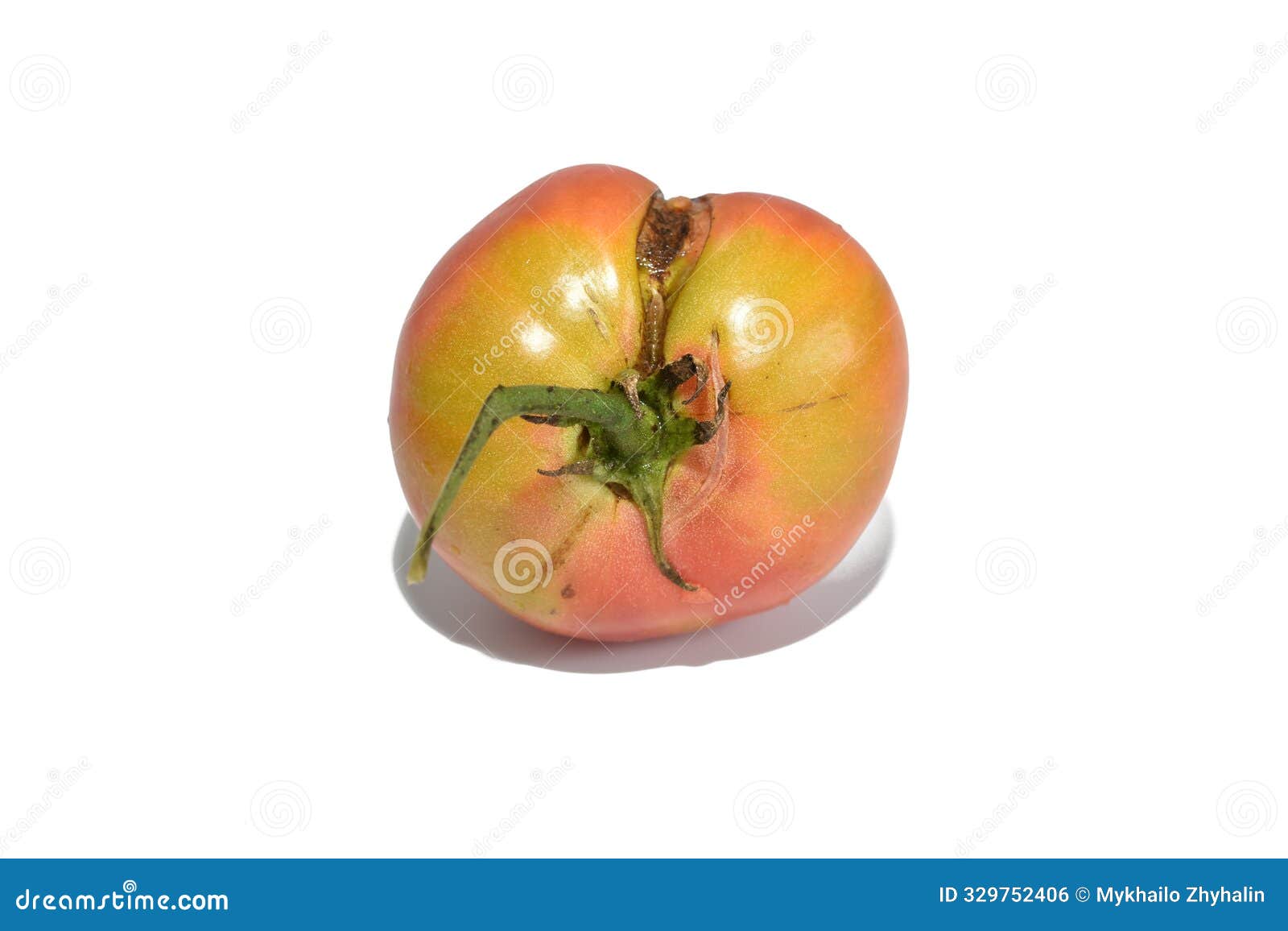 Tomato damaged by disease. stock photo. Image of wrinkled - 329752406