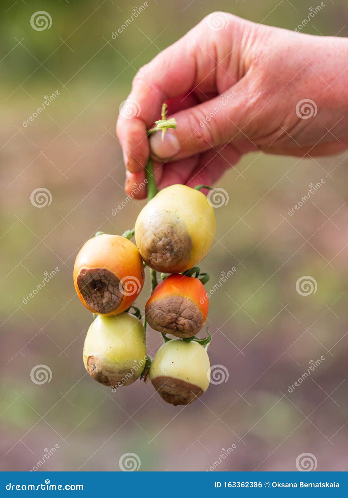 Tomato Disease Gray Rot on Fruit Stock Photo - Image of prevention ...