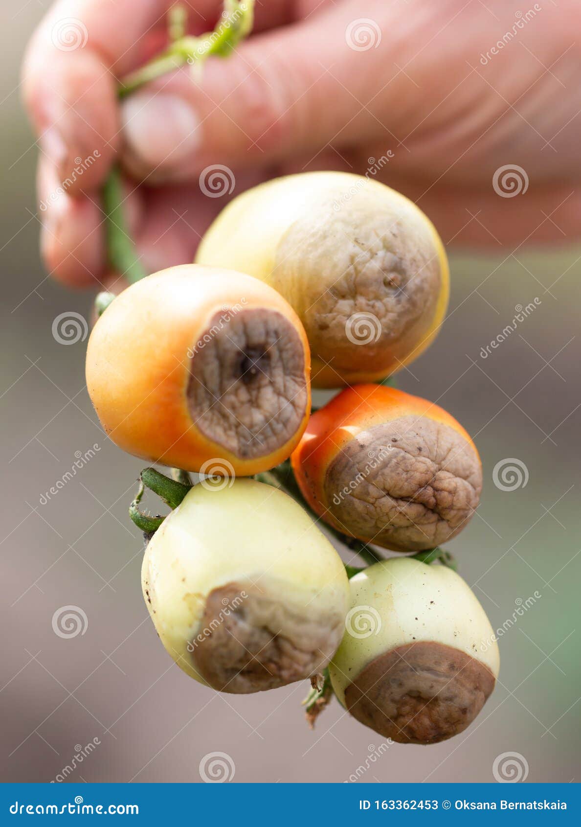 Tomato Disease Gray Rot on Fruit Stock Image - Image of calcium, garden ...