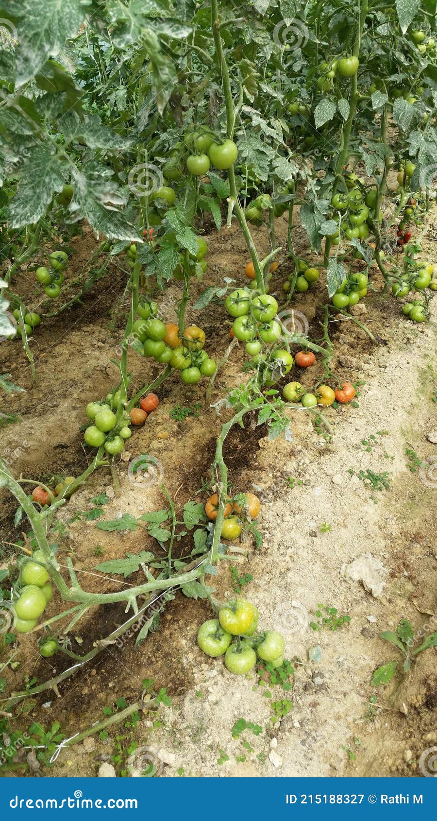 Tomato Farm at Cameron Highlands Stock Image - Image of highlands, farm ...