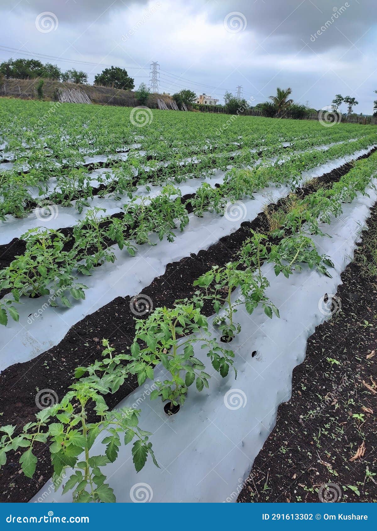 Tomato farm stock photo. Image of farming, farmer, tomato - 291613302