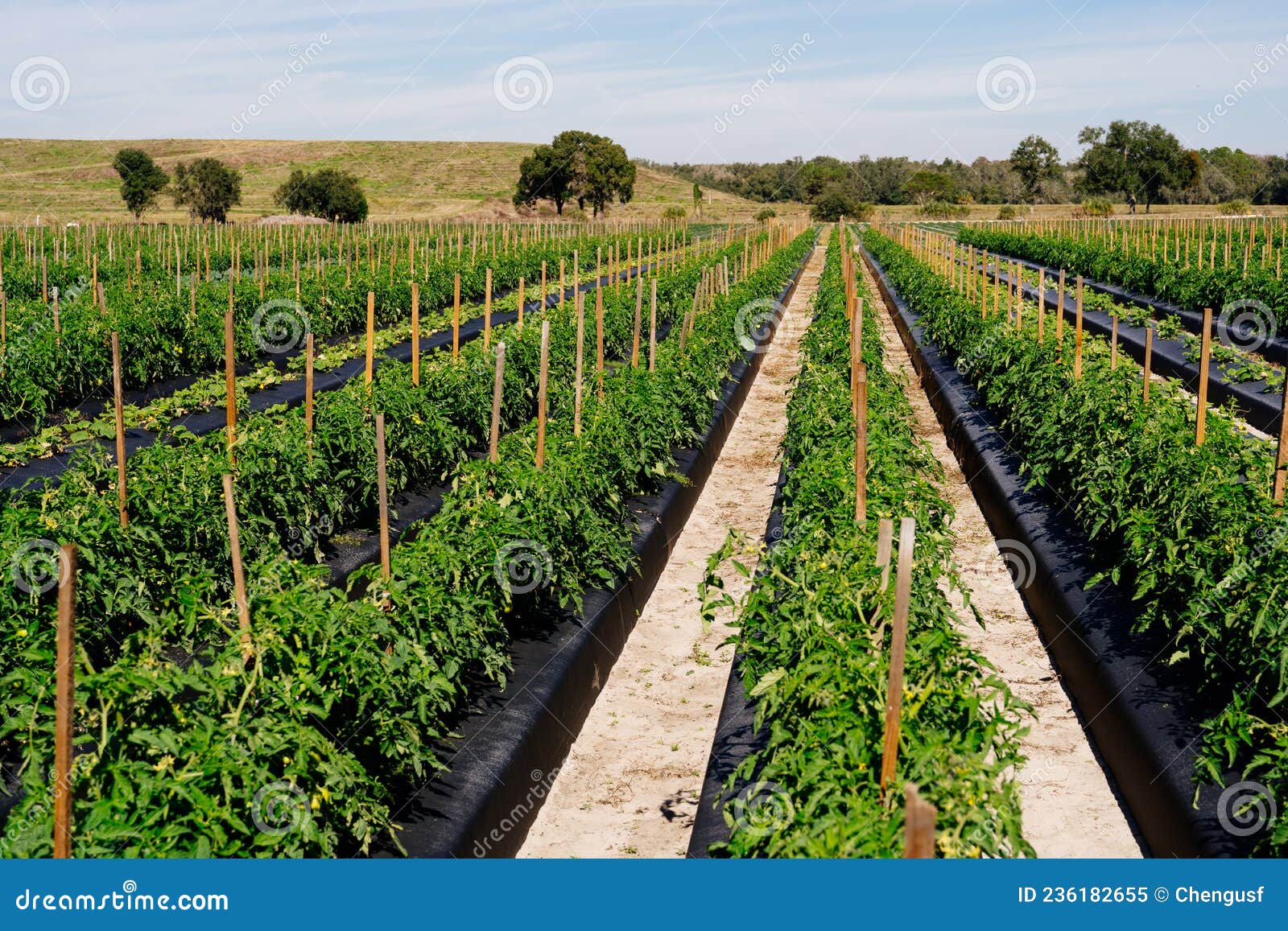 Tomato Farm in Florida in Winter Stock Image - Image of gardening ...