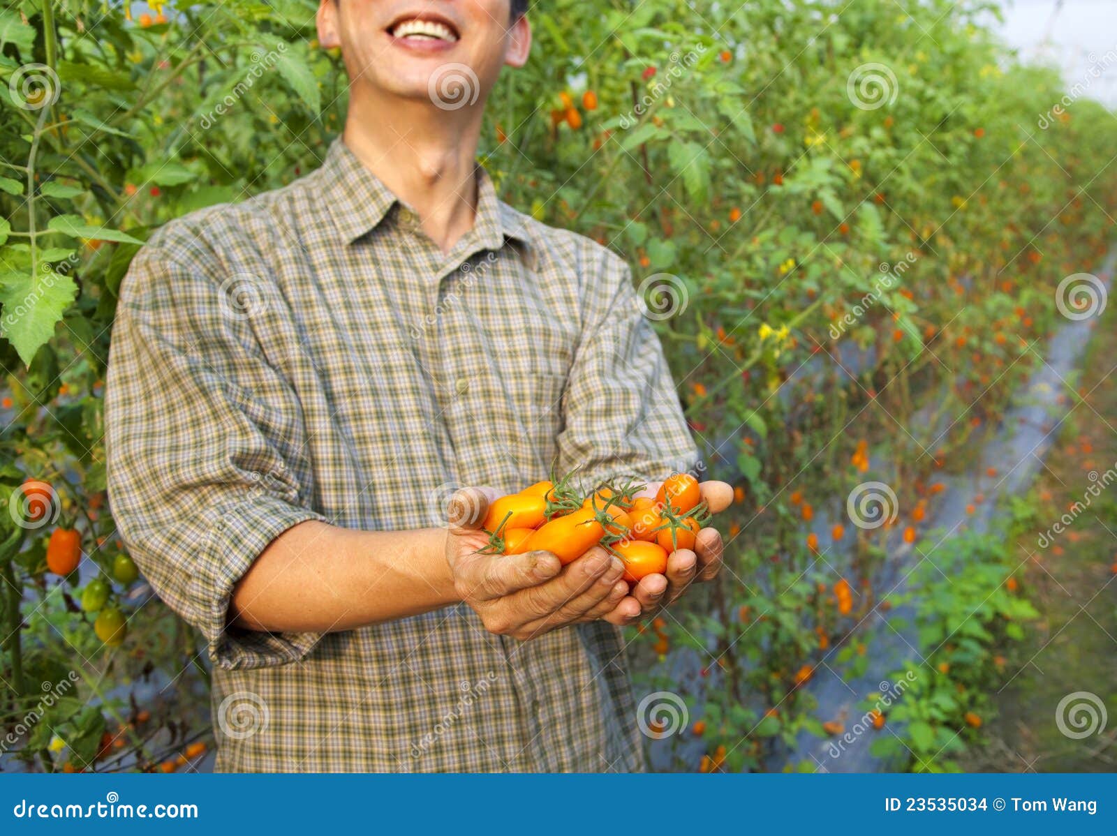 Tomato farmer stock photo. Image of organic, showing - 23535034
