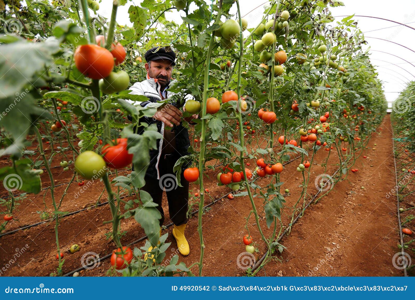 Tomato Farmer editorial photography. Image of healthy - 49920542