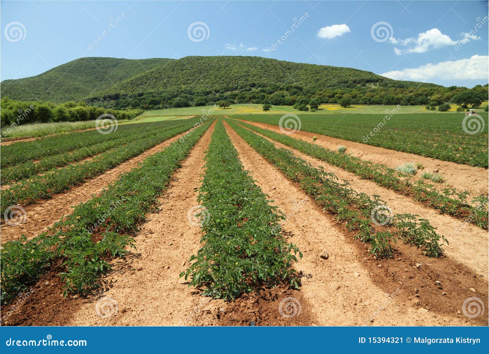 Tomato field stock image. Image of america, agriculture - 15394321