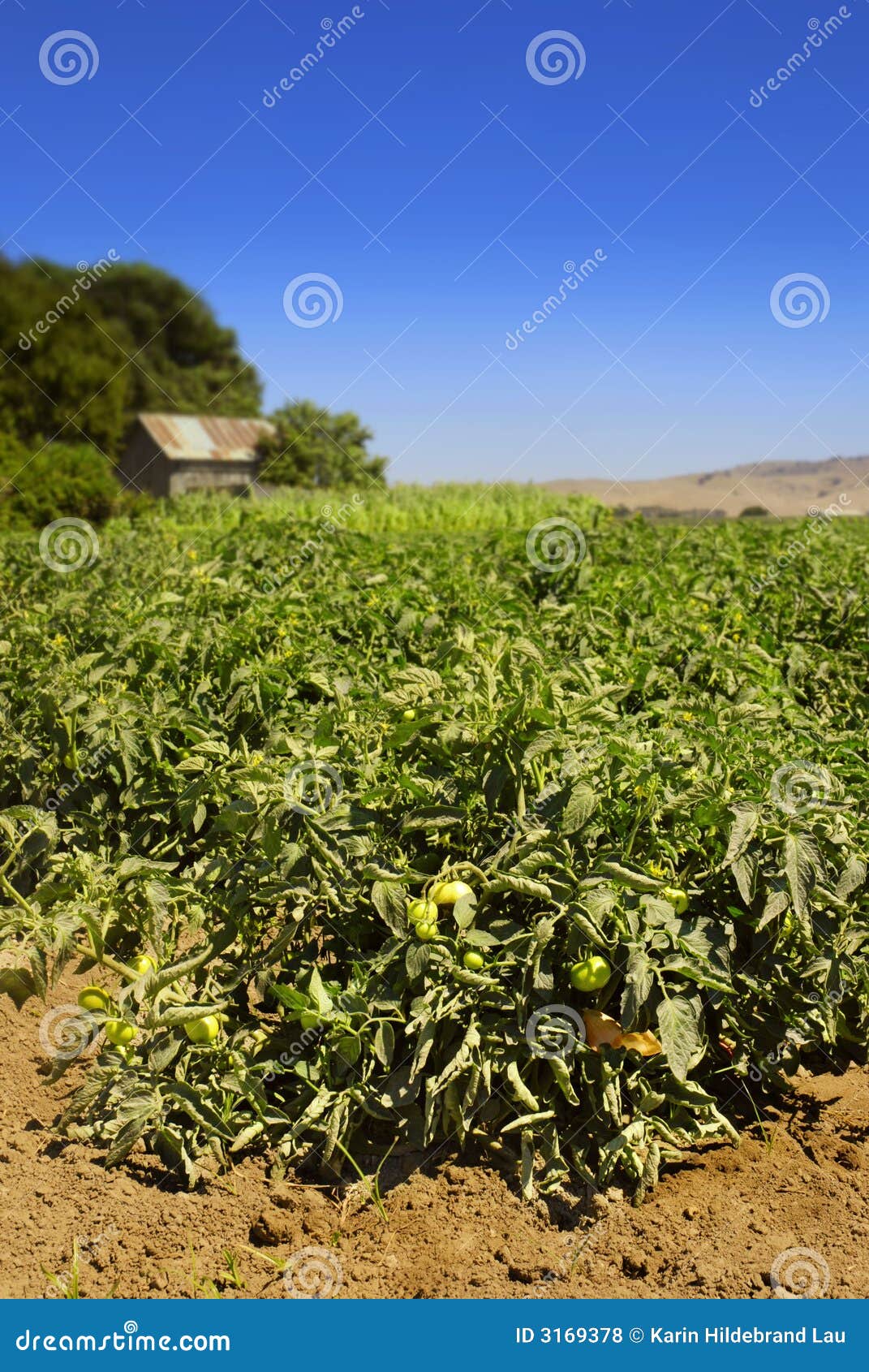 Tomato Field stock photo. Image of farm, vegetable, vegetation - 3169378