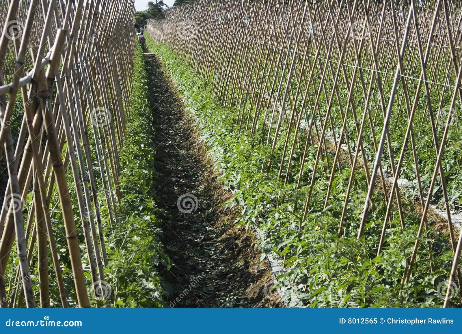 Tomato field stock image. Image of lines, food, harvest - 8012565