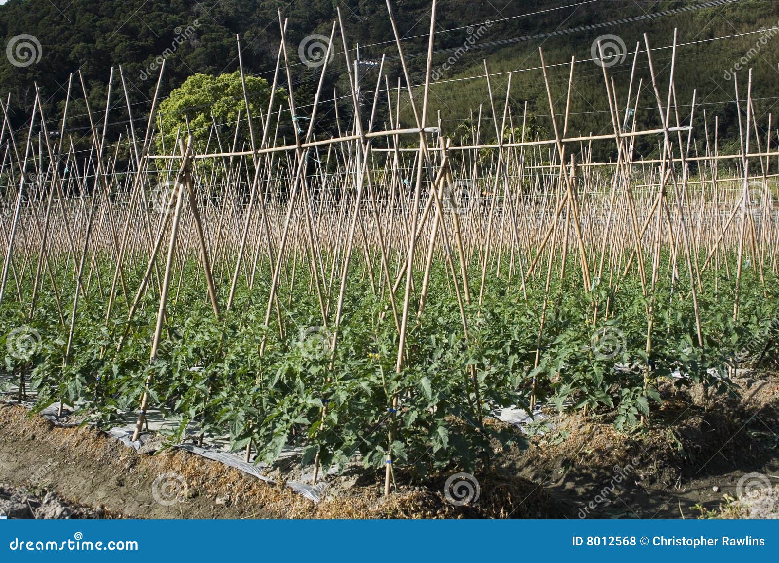 Tomato field stock photo. Image of farmland, commerical - 8012568