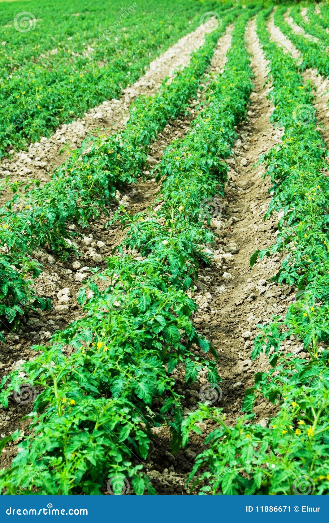 Tomato Field Stock Image | CartoonDealer.com #37763305