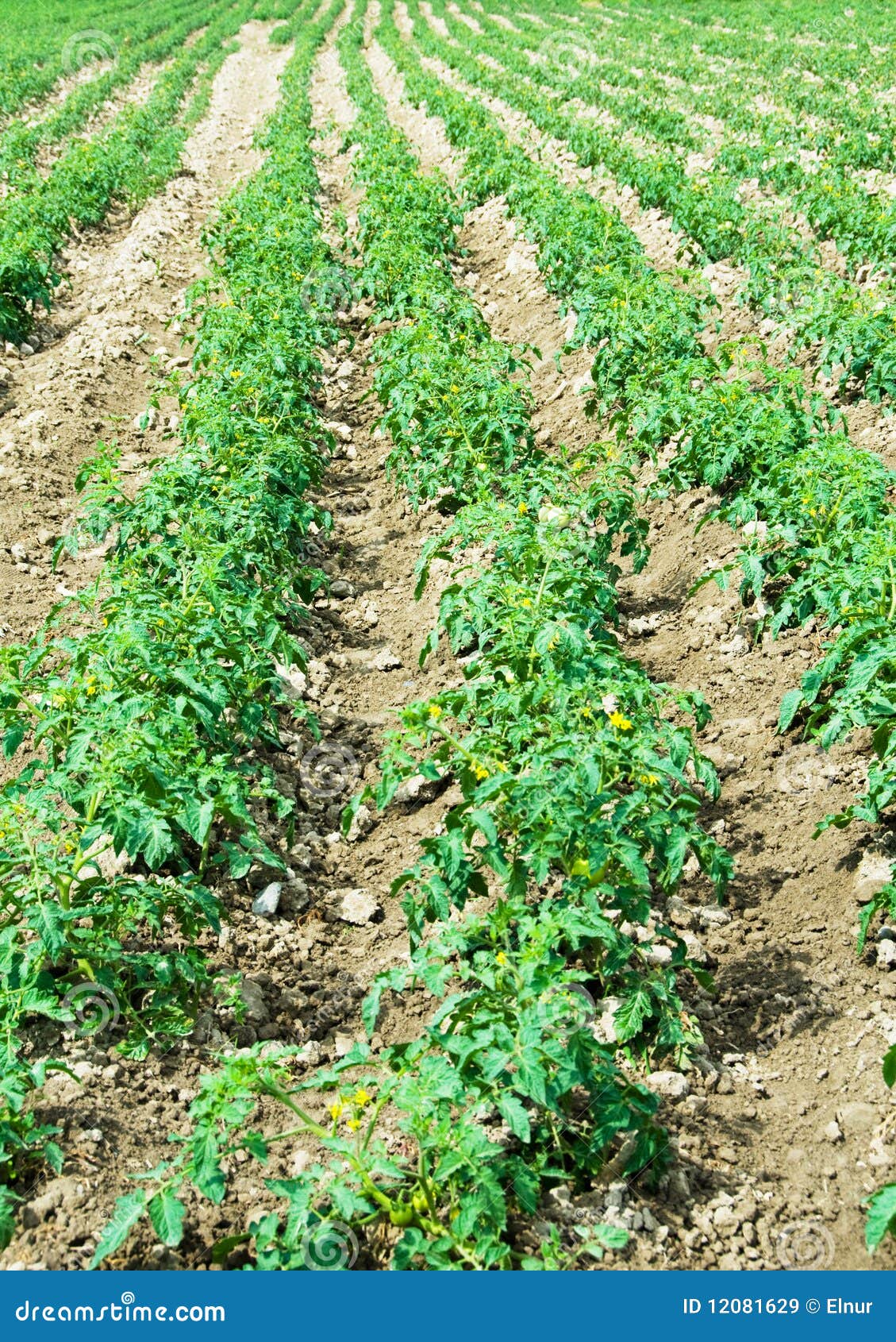 Tomato field on bright day stock image. Image of crop - 12081629