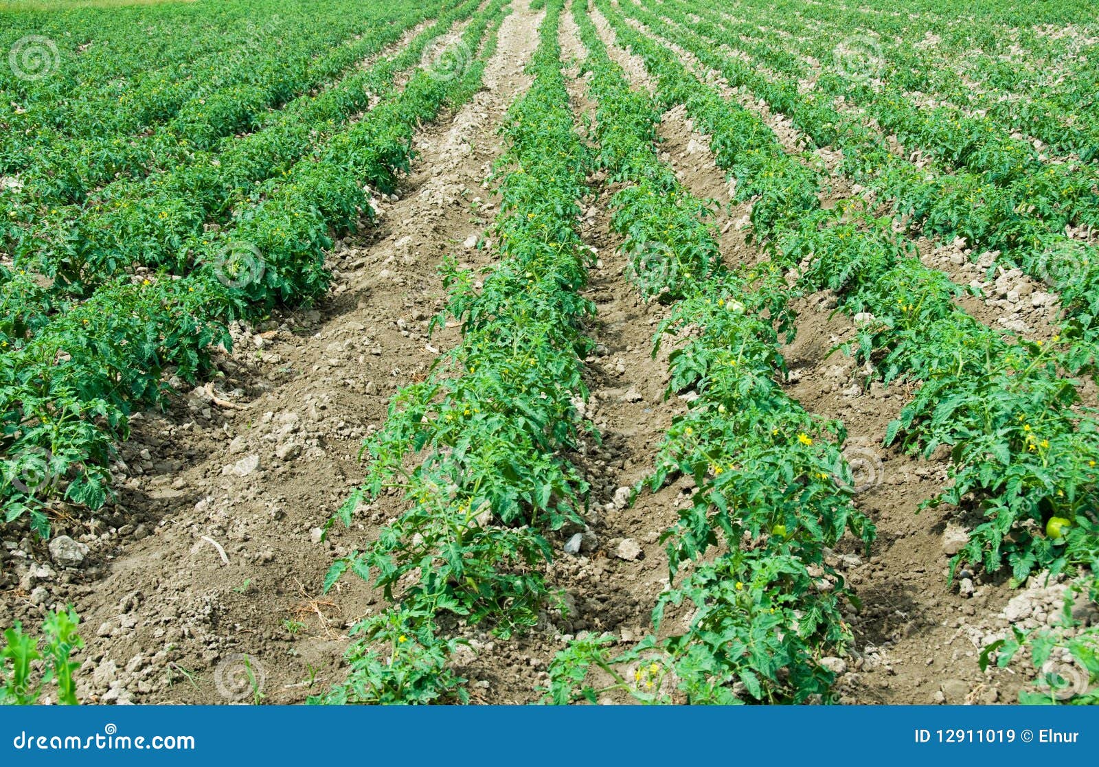 Tomato field on bright day stock image. Image of healthy - 12911019