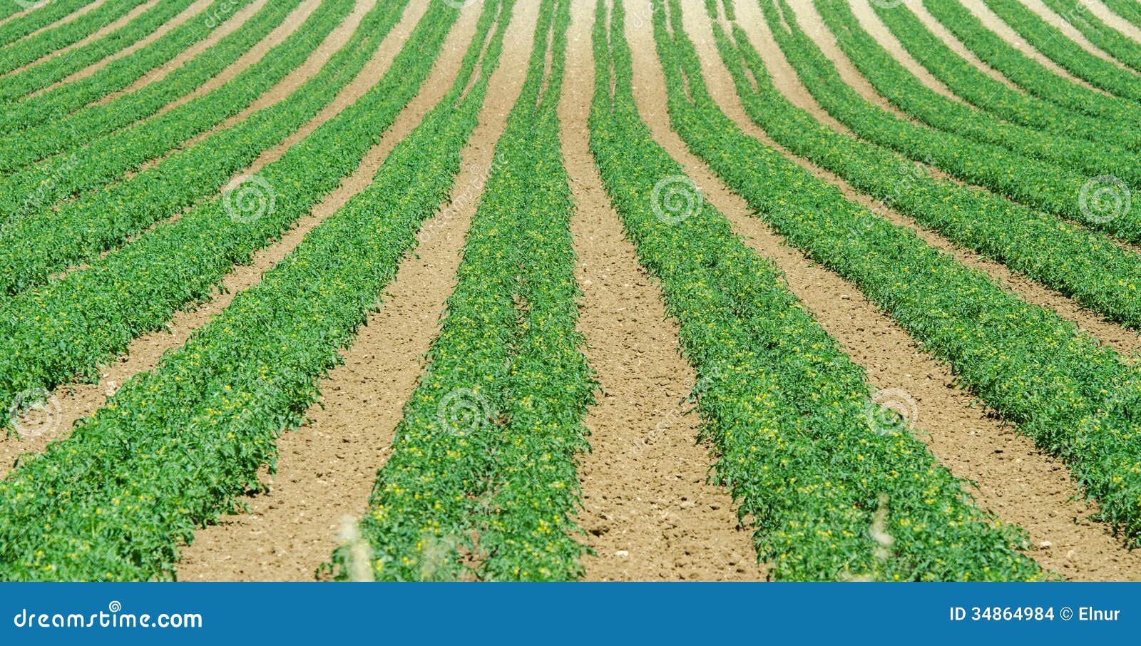 Tomato field stock photo. Image of leaf, cultivated, industry - 34864984