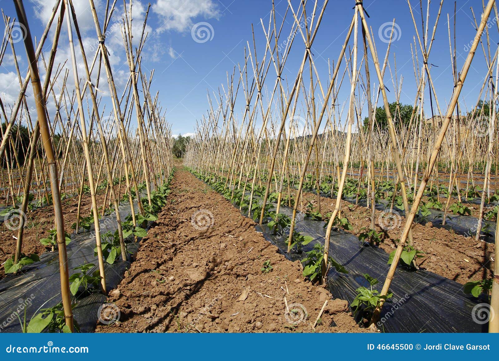 Field Of Canes Stock Photo | CartoonDealer.com #25832376