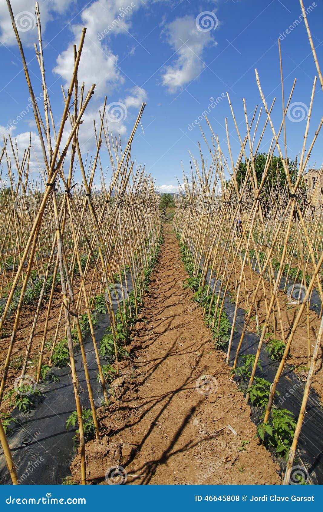 Field Of Canes Stock Photo | CartoonDealer.com #25832376