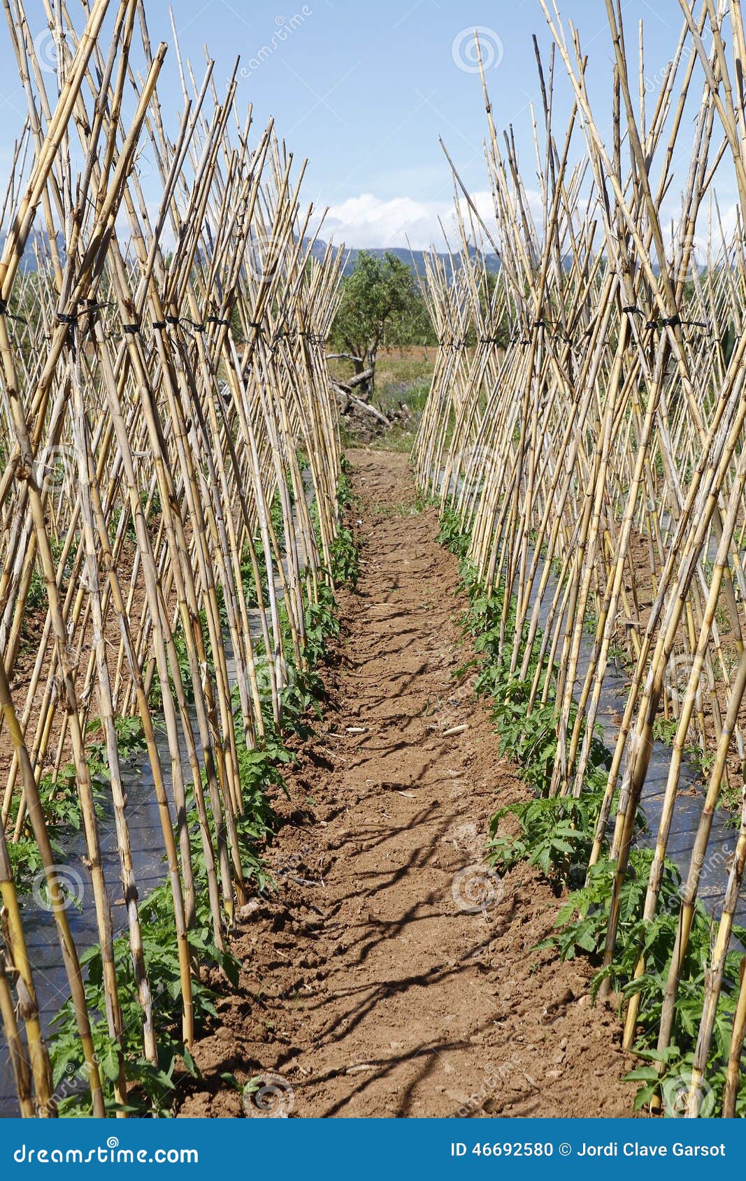 Field Of Canes Stock Photo | CartoonDealer.com #25832376