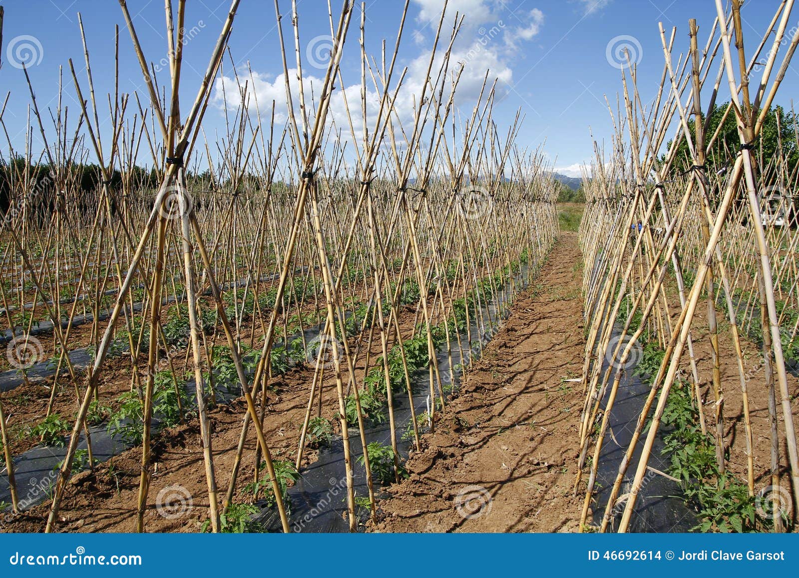 Field Of Canes Stock Photo | CartoonDealer.com #25832376