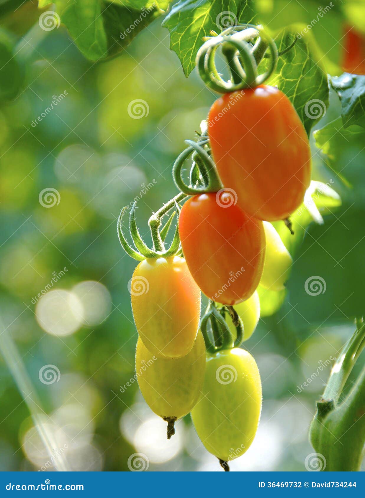 Tomato field stock photo. Image of backgrounds, frame - 36469732