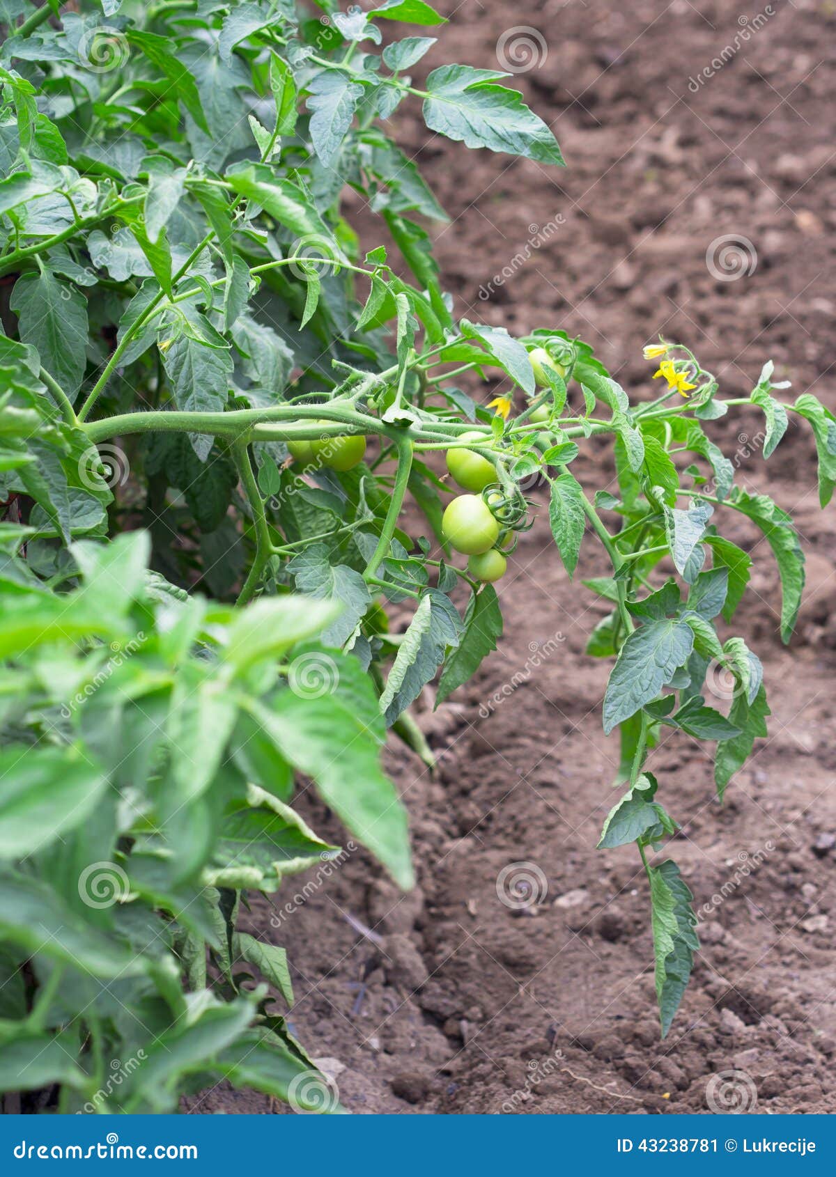 Tomato field stock image. Image of greenhouse, twig, tomato - 43238781
