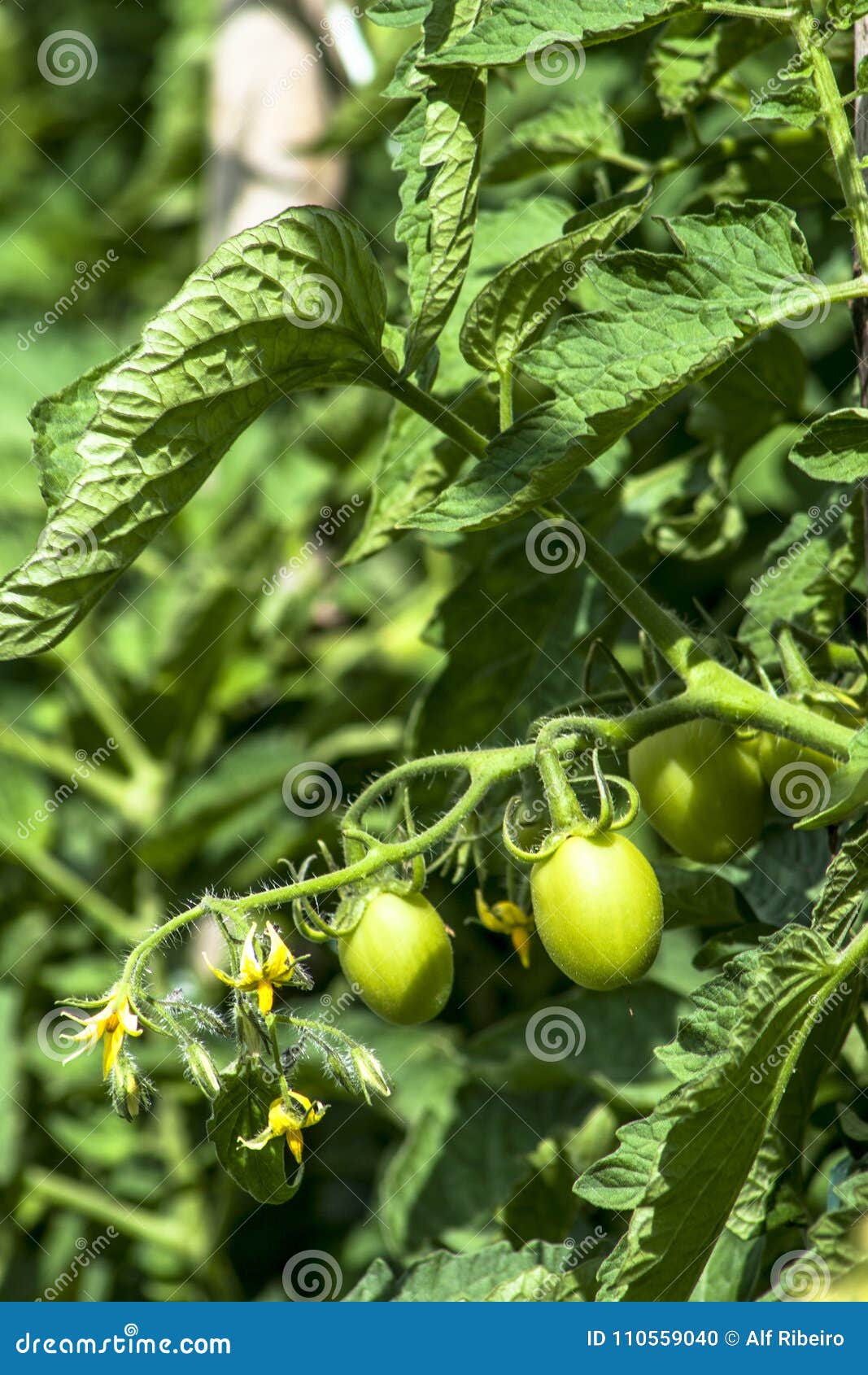Tomato field stock photo. Image of rural, people, nutrition - 110559040