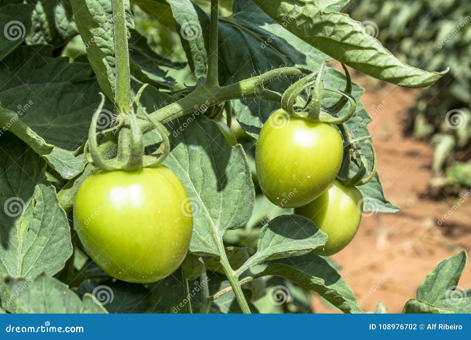 Tomato field stock photo. Image of field, farming, environment - 108976702