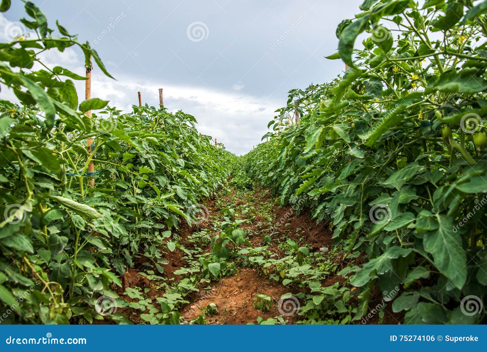 Tomato in the field stock photo. Image of freshness, cultivated - 75274106