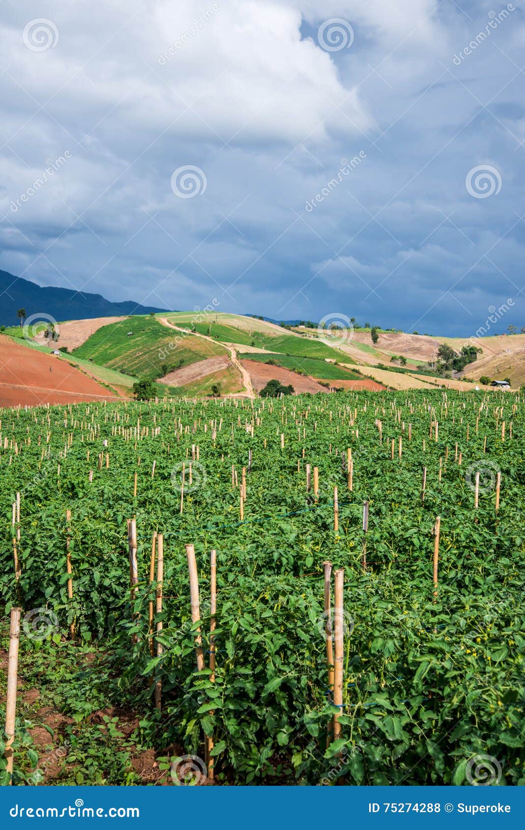 Tomato in the field stock photo. Image of landscape, organic - 75274288