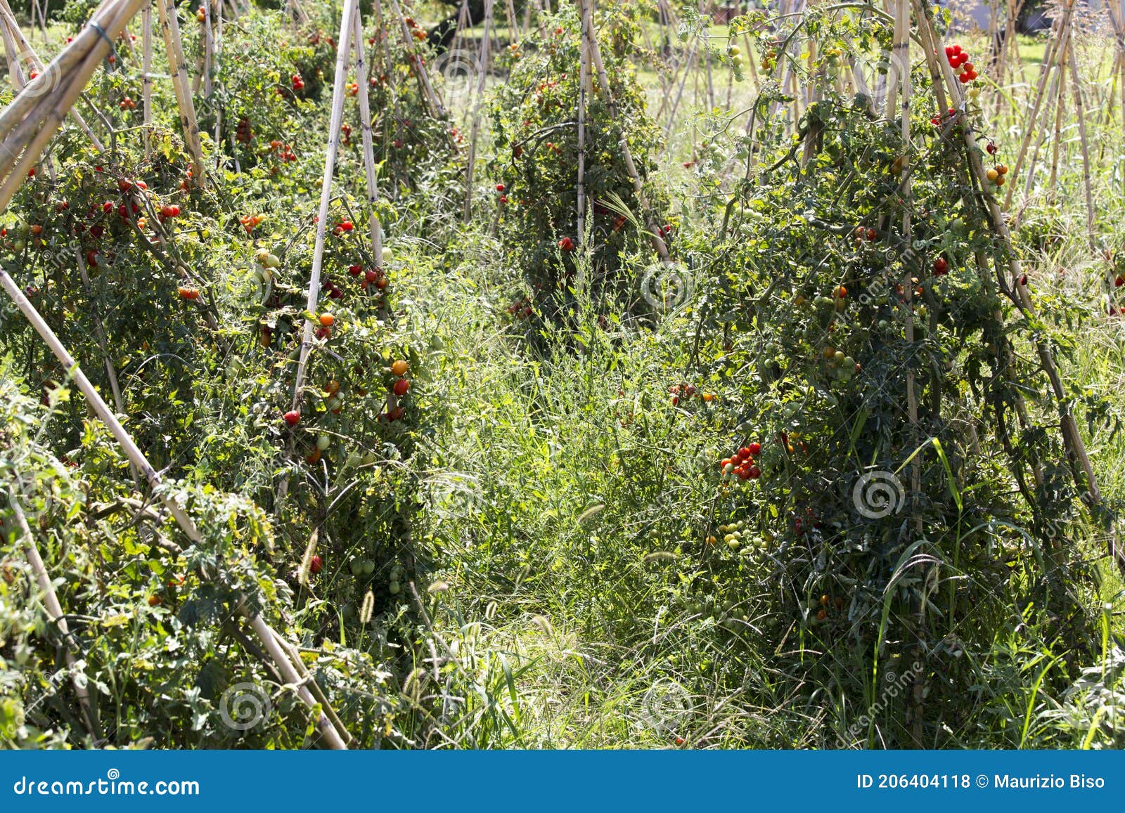 A Tomato Field in North of Italy Stock Photo - Image of autumn ...