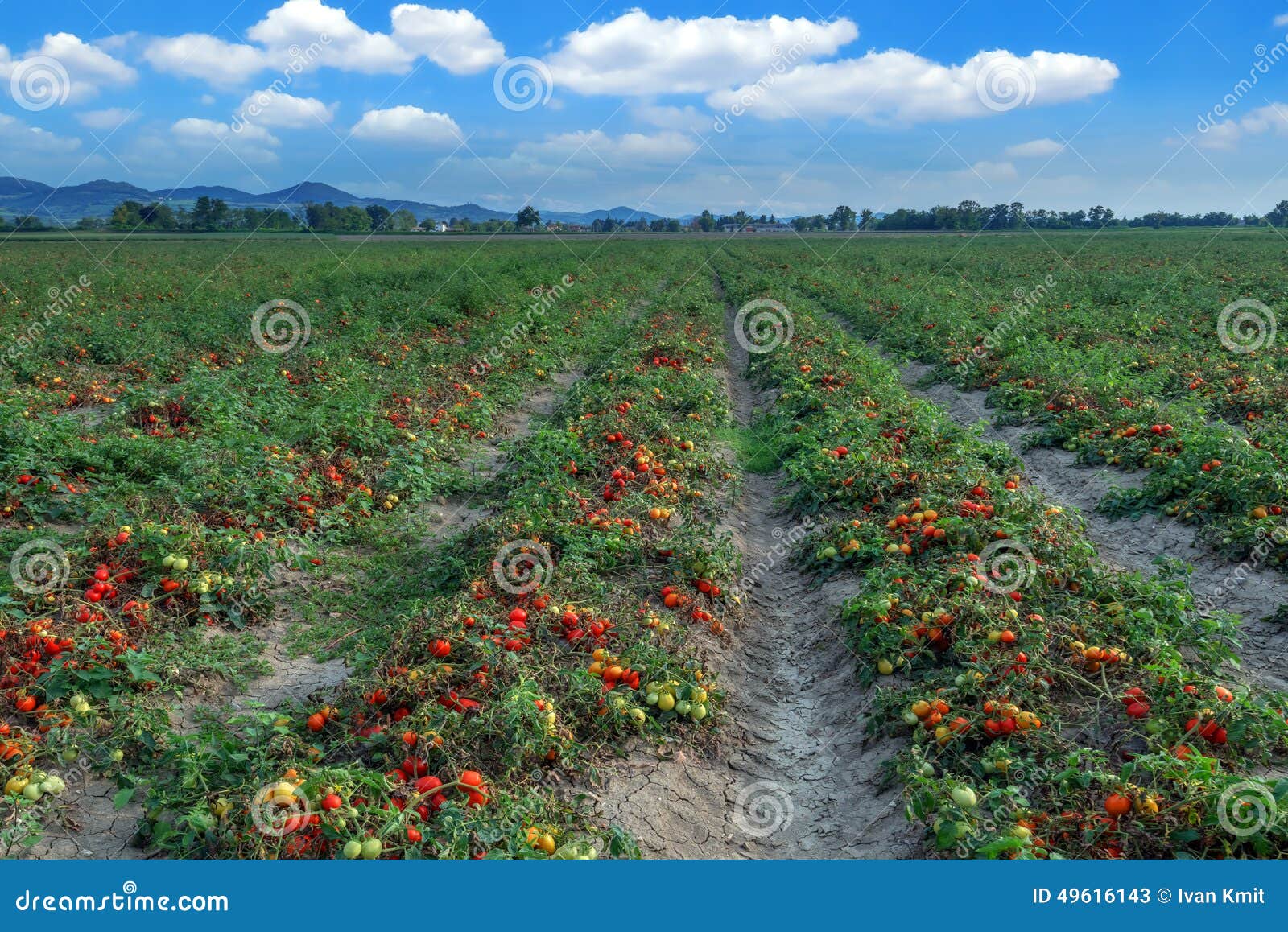 Tomato stock image. Image of farm, farming, gardening - 49616143