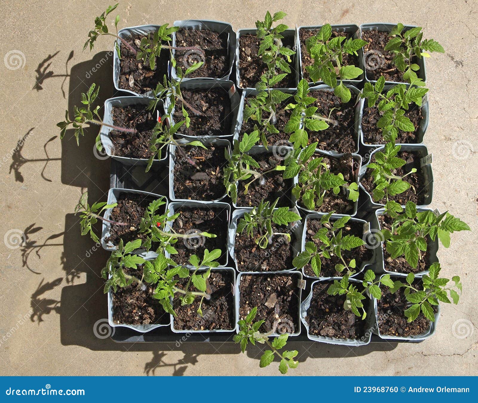 Tomato Flat stock photo. Image of farm, growing, fruit - 23968760