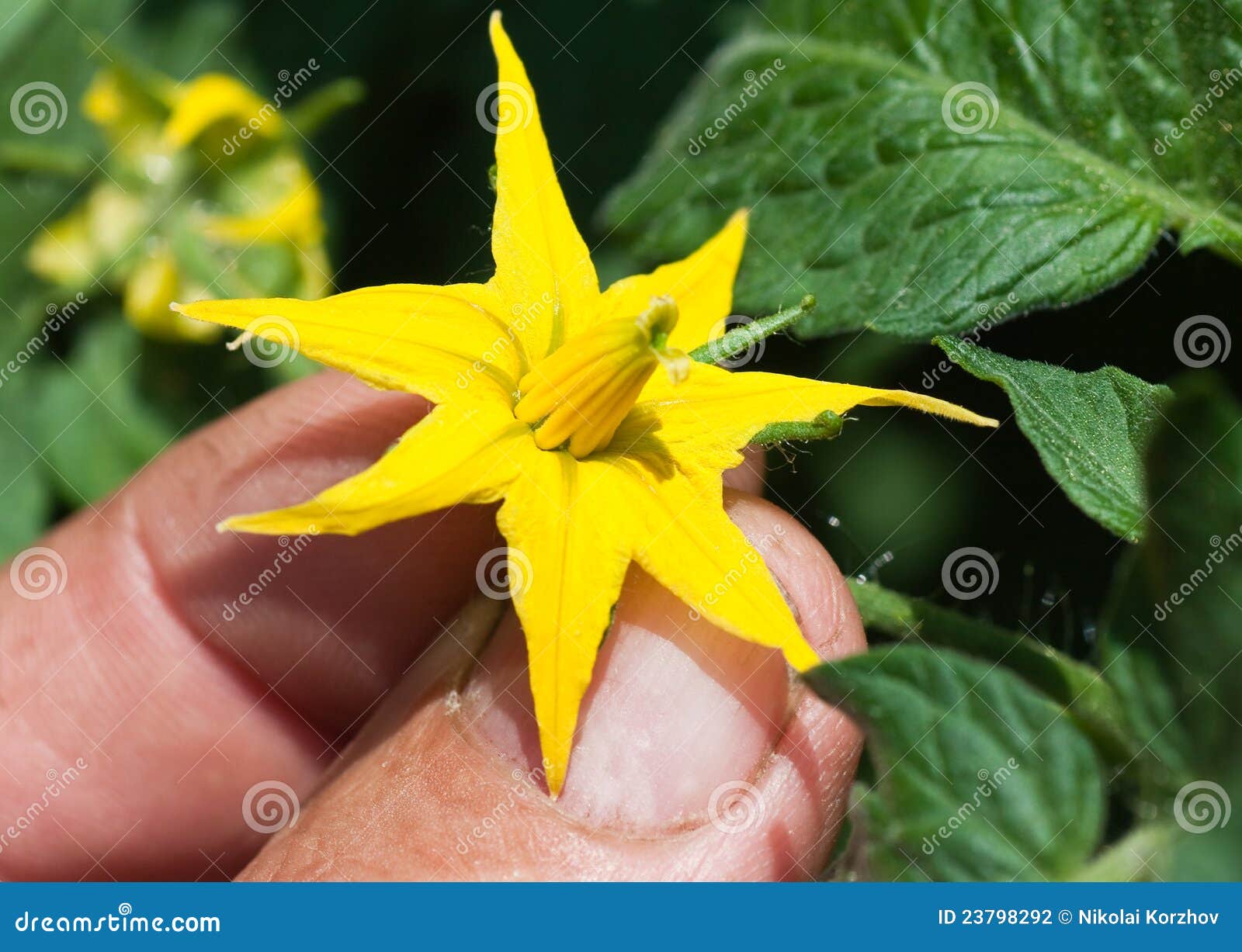 Tomato flower stock photo. Image of garden, inflorescence - 23798292
