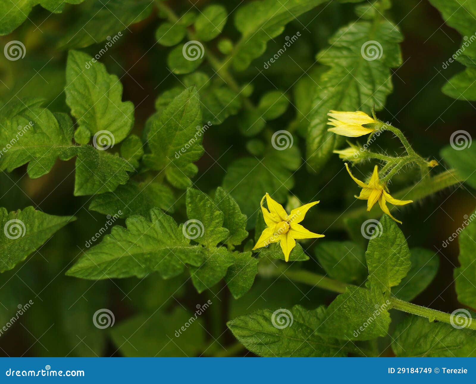 Tomato flower stock image. Image of cultivated, ground - 29184749