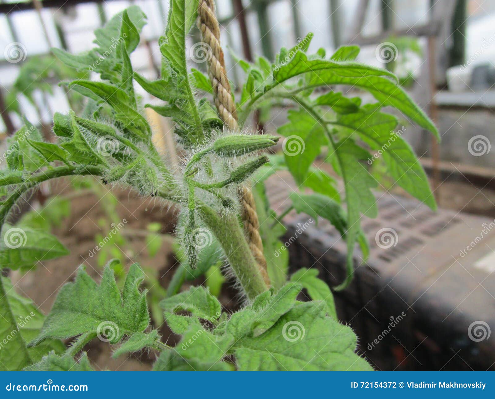 Tomato flower buds stock photo. Image of close, green - 72154372