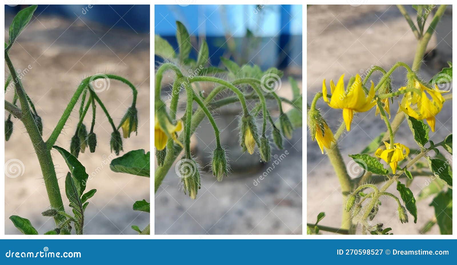 Tomato flowers growing stock image. Image of wildflower - 270598527