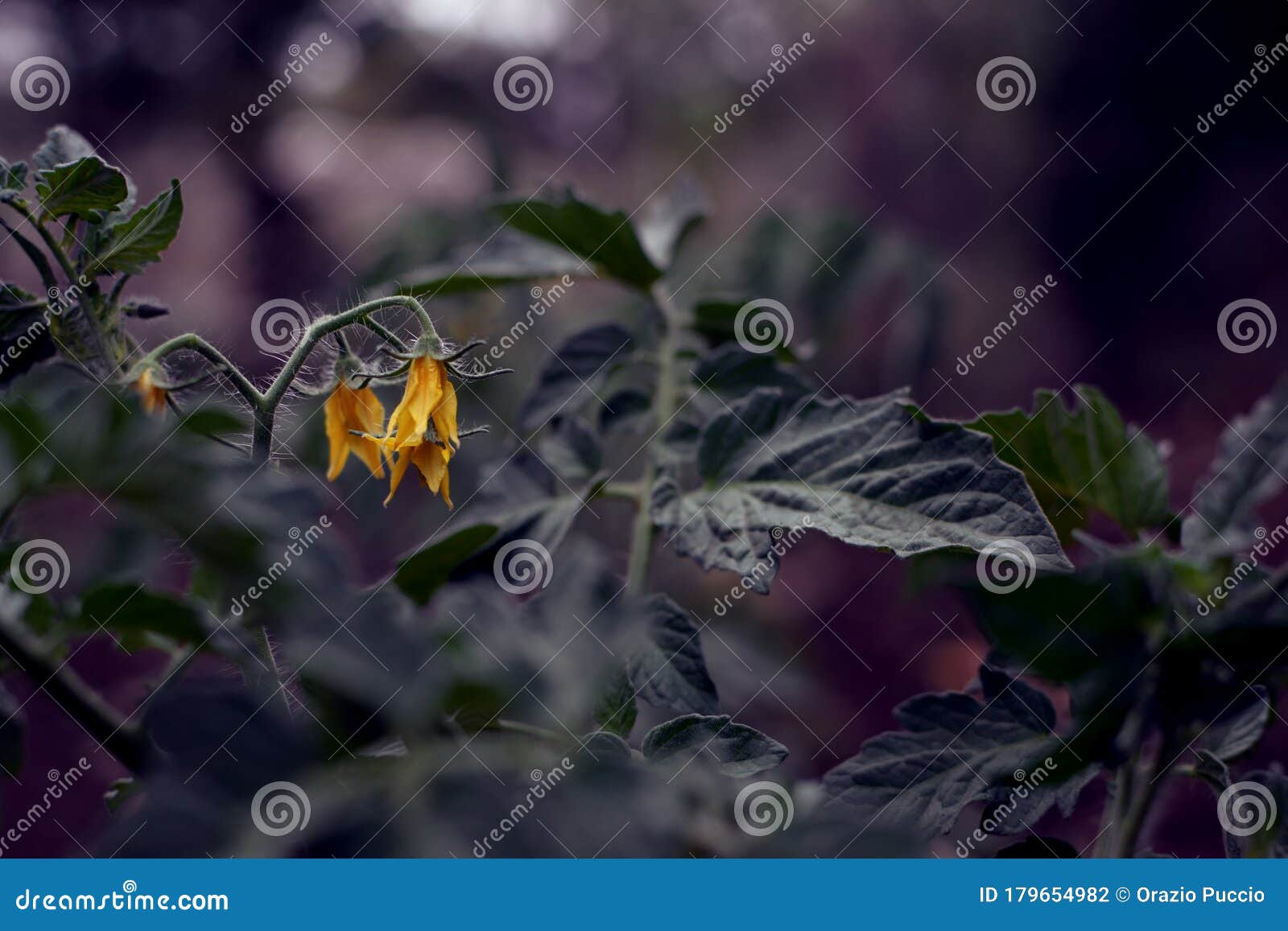 Tomato Pollination Royalty-Free Stock Photography | CartoonDealer.com ...