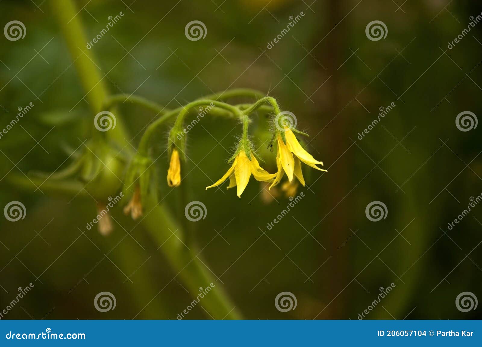 The Tomato Flowers in a Tomato Tree. Stock Photo - Image of leaves ...