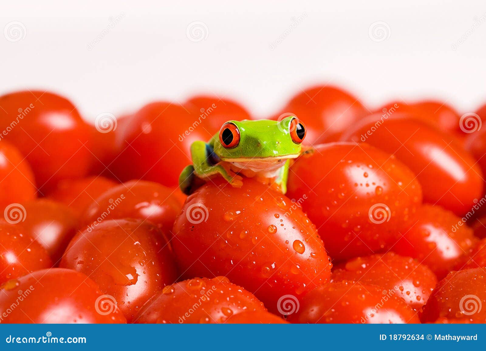 Baby Tomato Frog