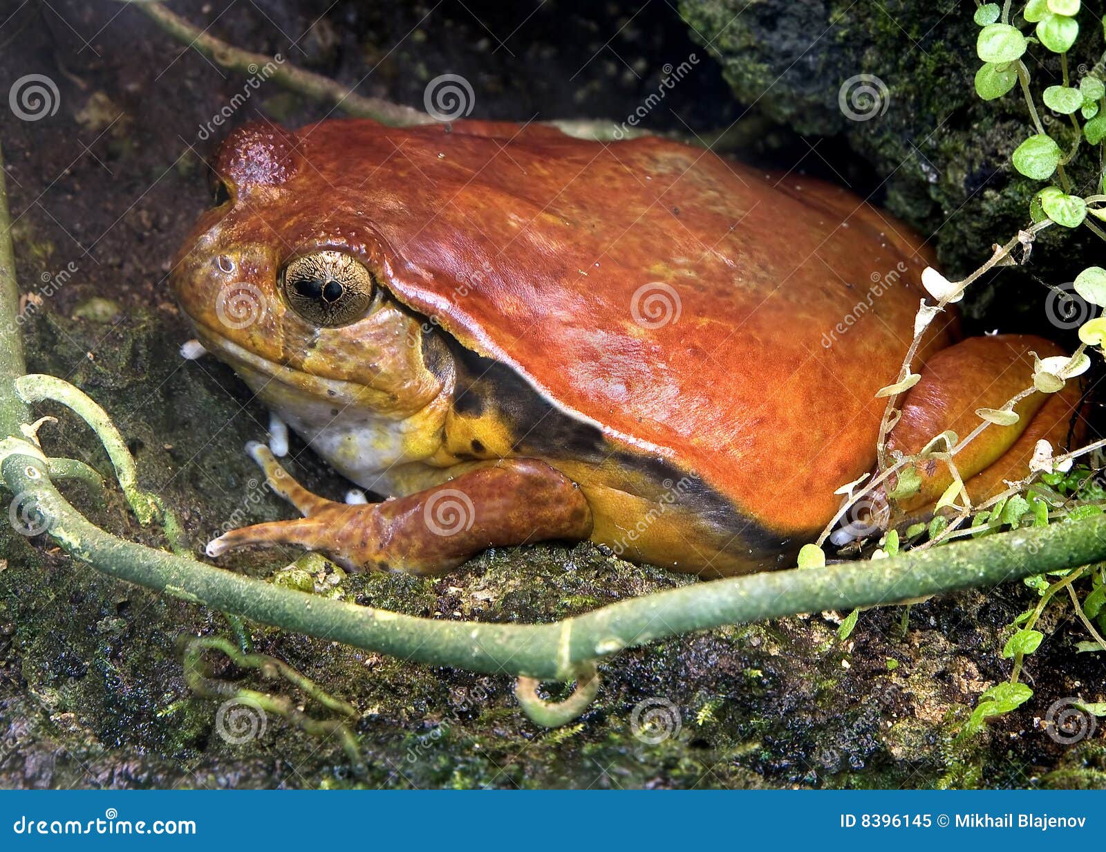 Tomato Frog 2 stock image. Image of fauna, amphibian, portrait - 8396145