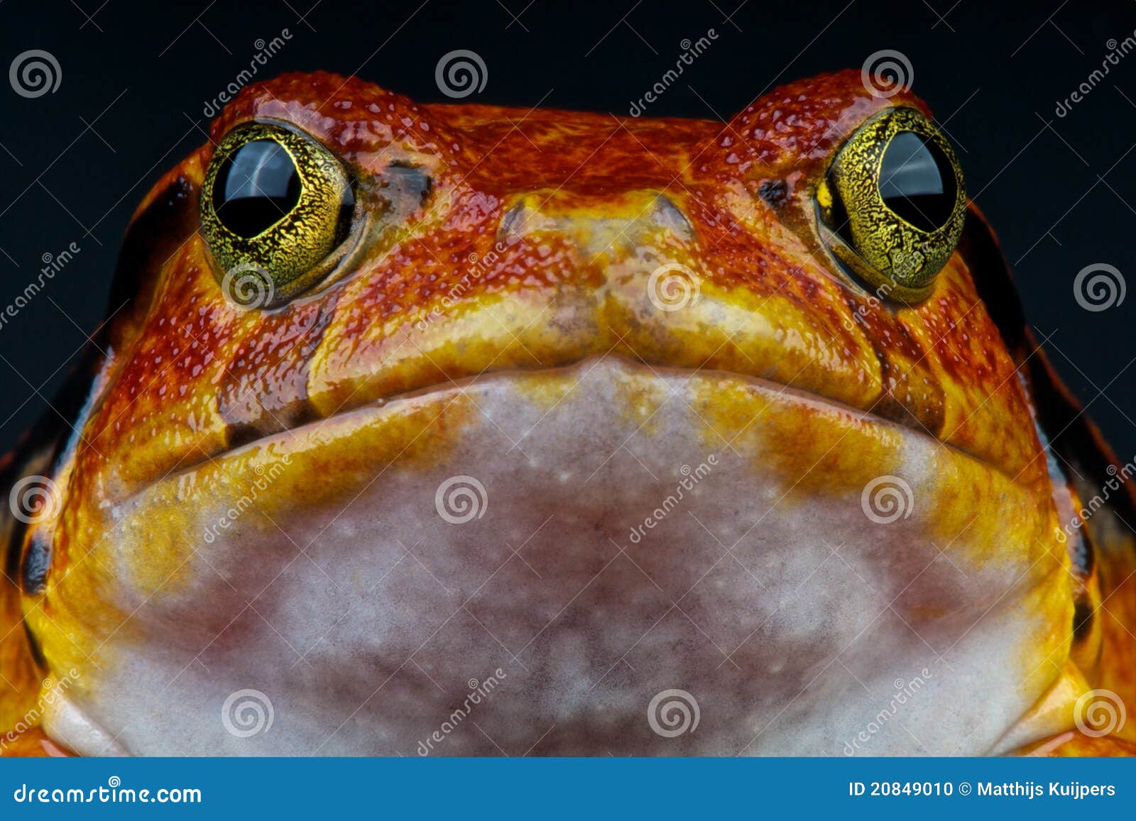 Tomato frog stock photo. Image of dyscophus, predator - 20849010